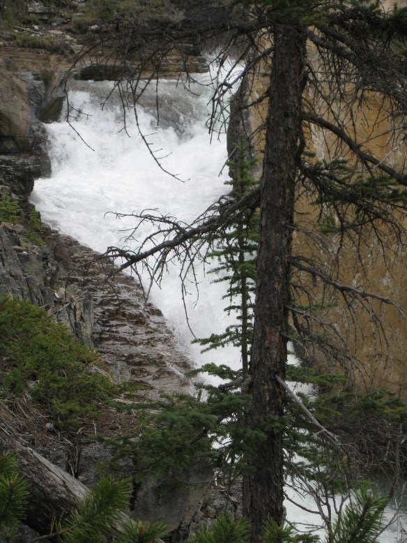 Jasper | Superior Footprints